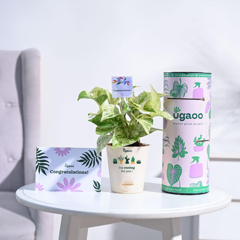 Shop the Best Congratulation Plant Gifts Online Today | Ugaoo