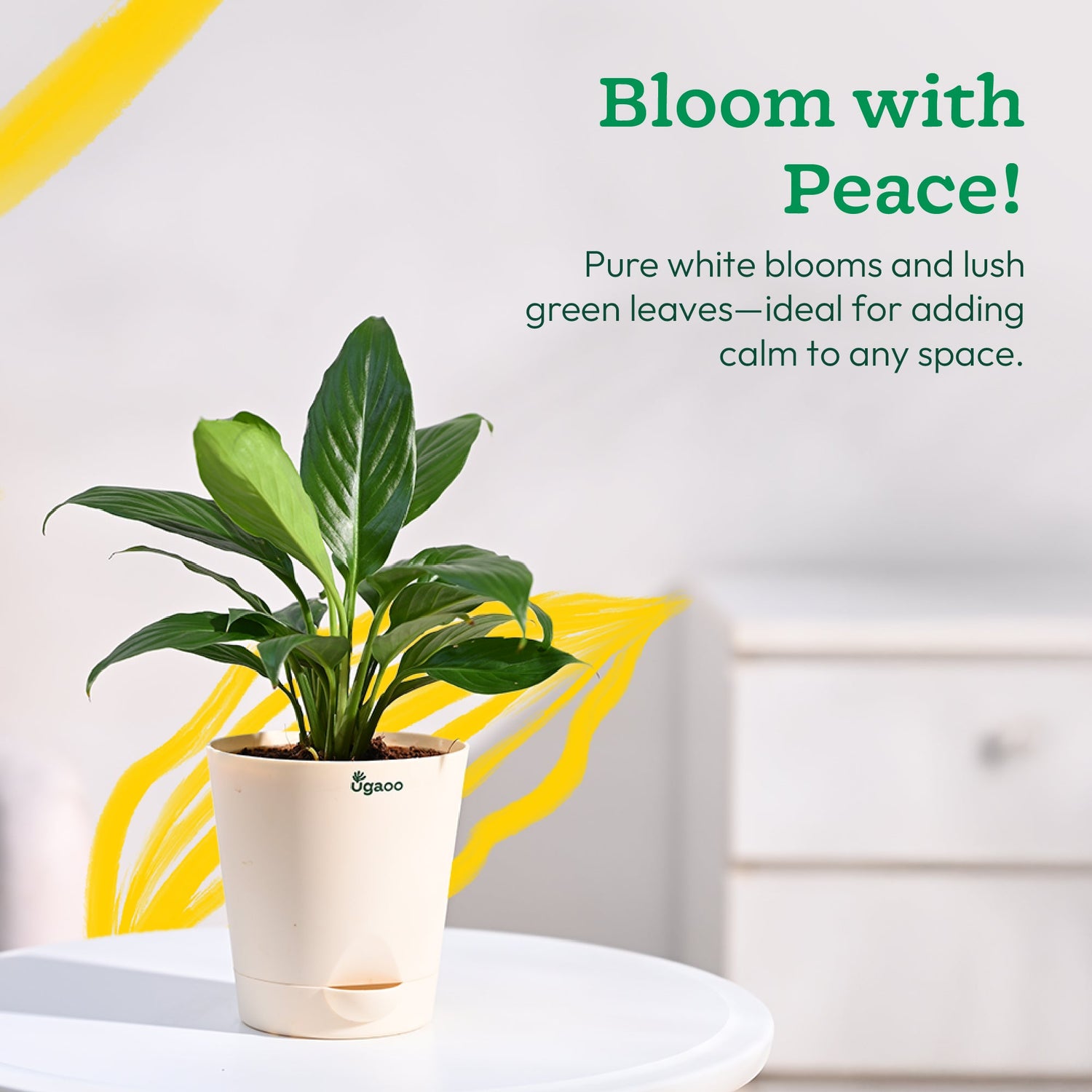Buy the top-rated Peace Lily Plant online in India from Ugaoo