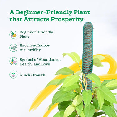 Philodendron Ceylon Golden Plant With Moss Stick – Ugaoo