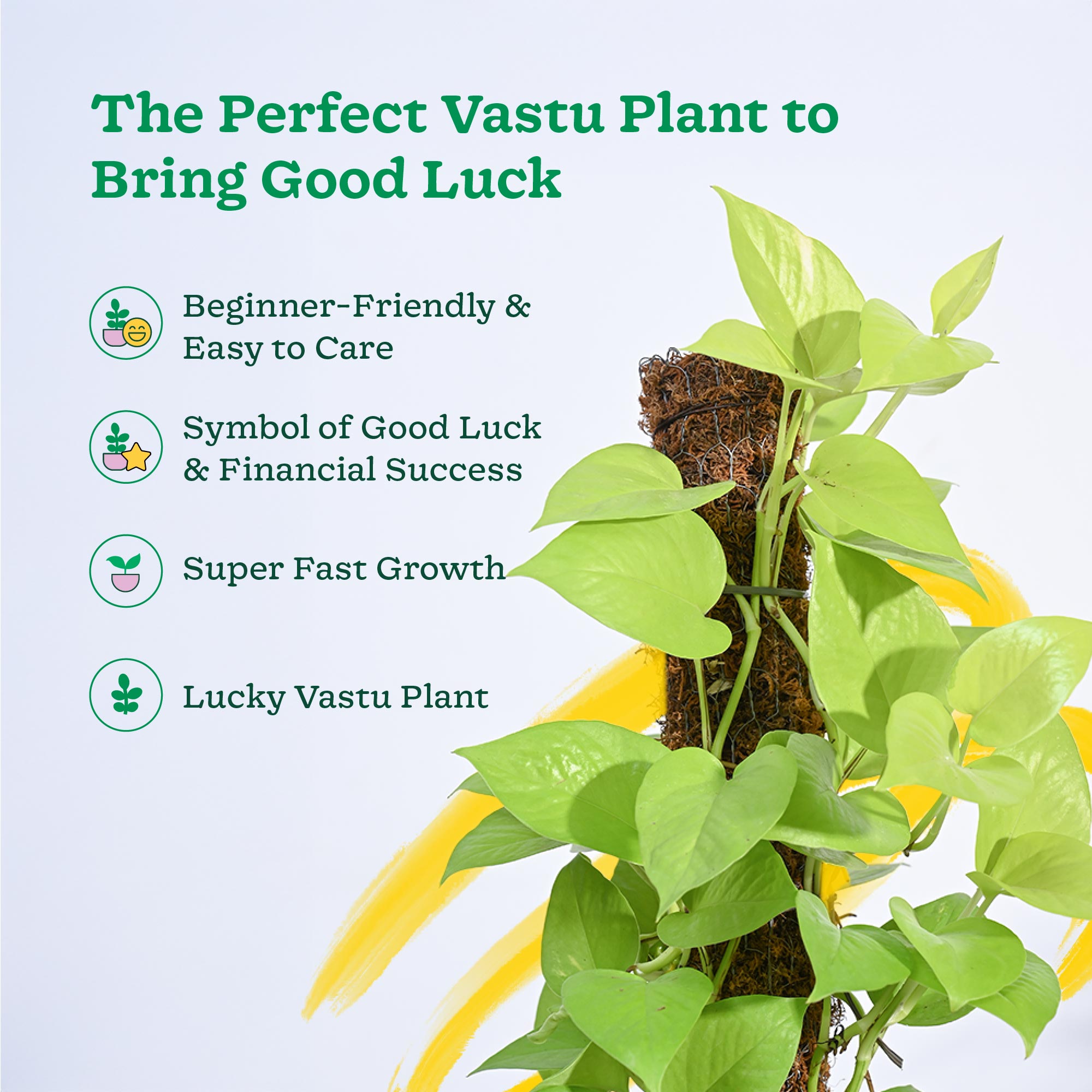 Buy Money Plant Golden with Moss Stick Online | Ugaoo