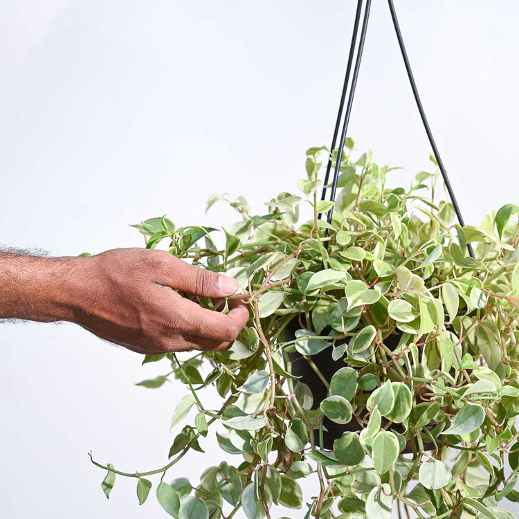 Peperomia Variegated Hanging Plant | Indoor Plant Decor by Ugaoo