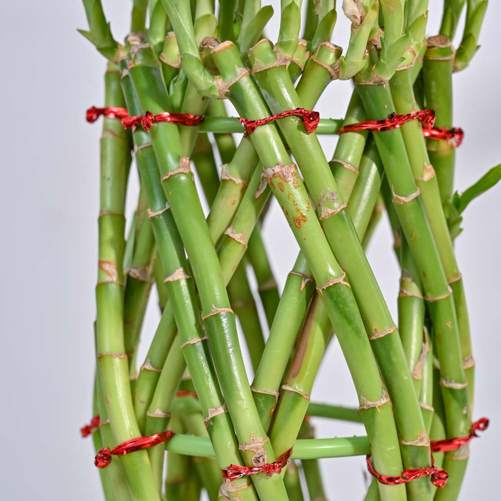 Buy a Braided Pineapple Lucky Bamboo plant online in India.