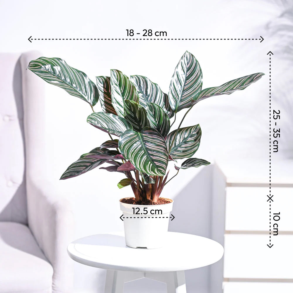 Buy Ganpati Decor Plant Bundle Online | Ugaoo