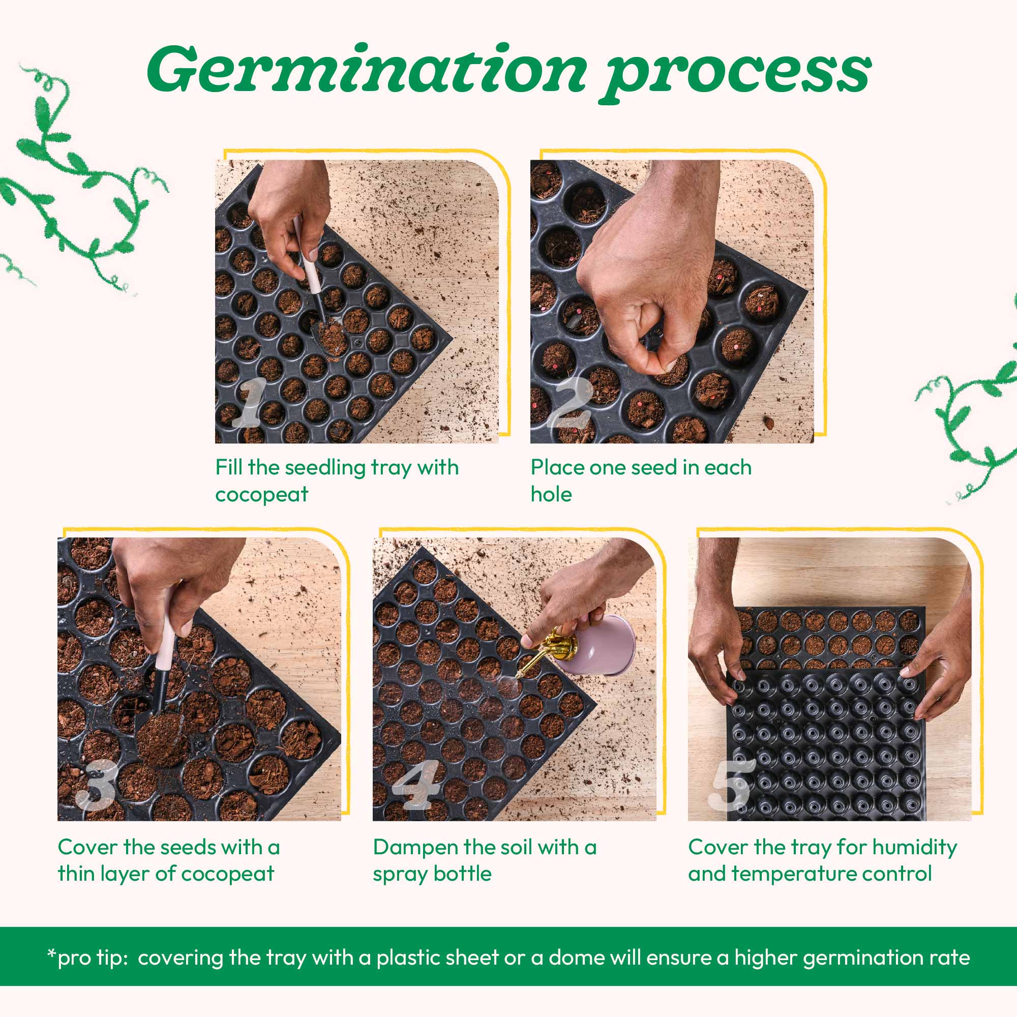 Capsicum Seeds – Ugaoo