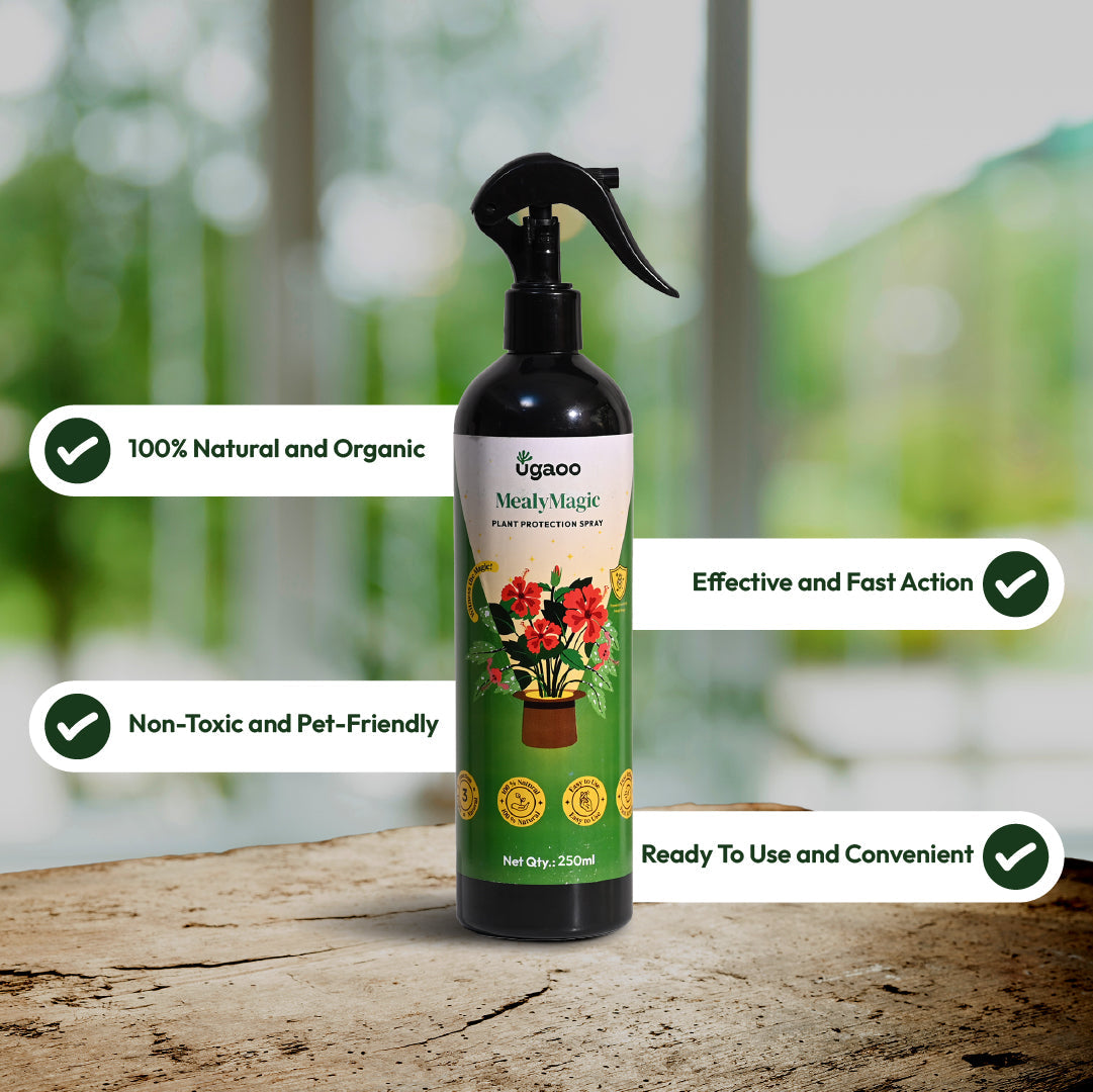 Buy Effective Mealybug Spray: An Eco-friendly & Natural Insecticide for ...