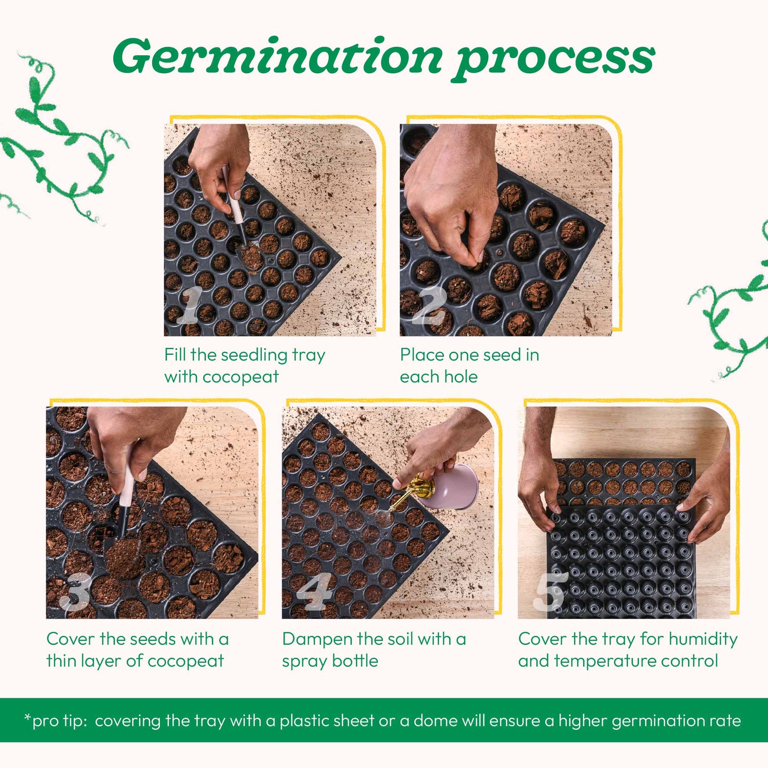 Red Capsicum Seeds – Ugaoo