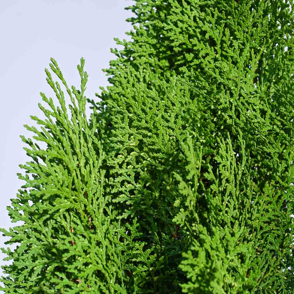 Buy the top-rated XL-sized Thuja plant with safe home delivery from Ugaoo.