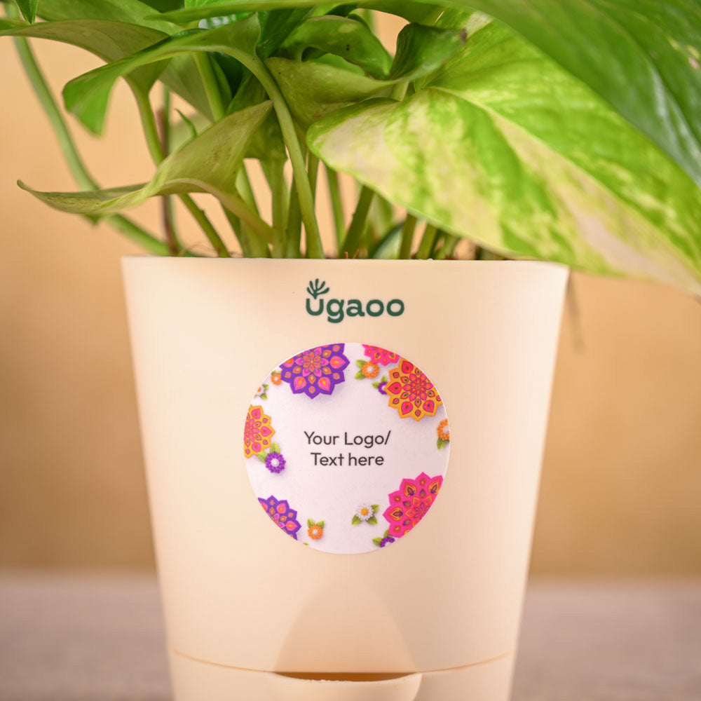 Money plant variegated and Epiphany Snacks Diwali Gift Hamper – Ugaoo