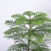 Buy Indian Christmas Tree | A Festive Favorite for Every Home – Ugaoo