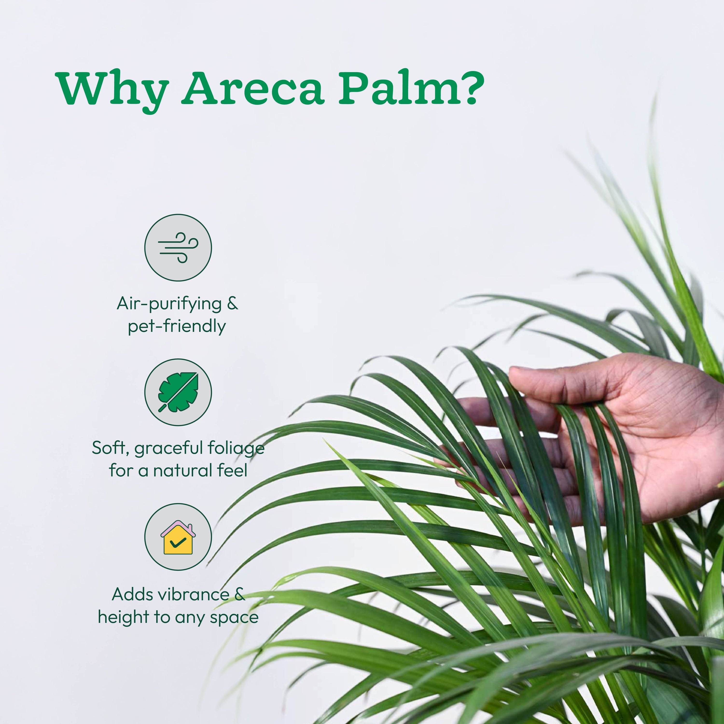 Buy Areca Palm XL Plant - Care, Benefits, and More – Ugaoo