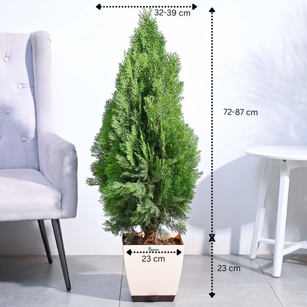 Buy the top-rated XL-sized Thuja plant with safe home delivery from Ugaoo.