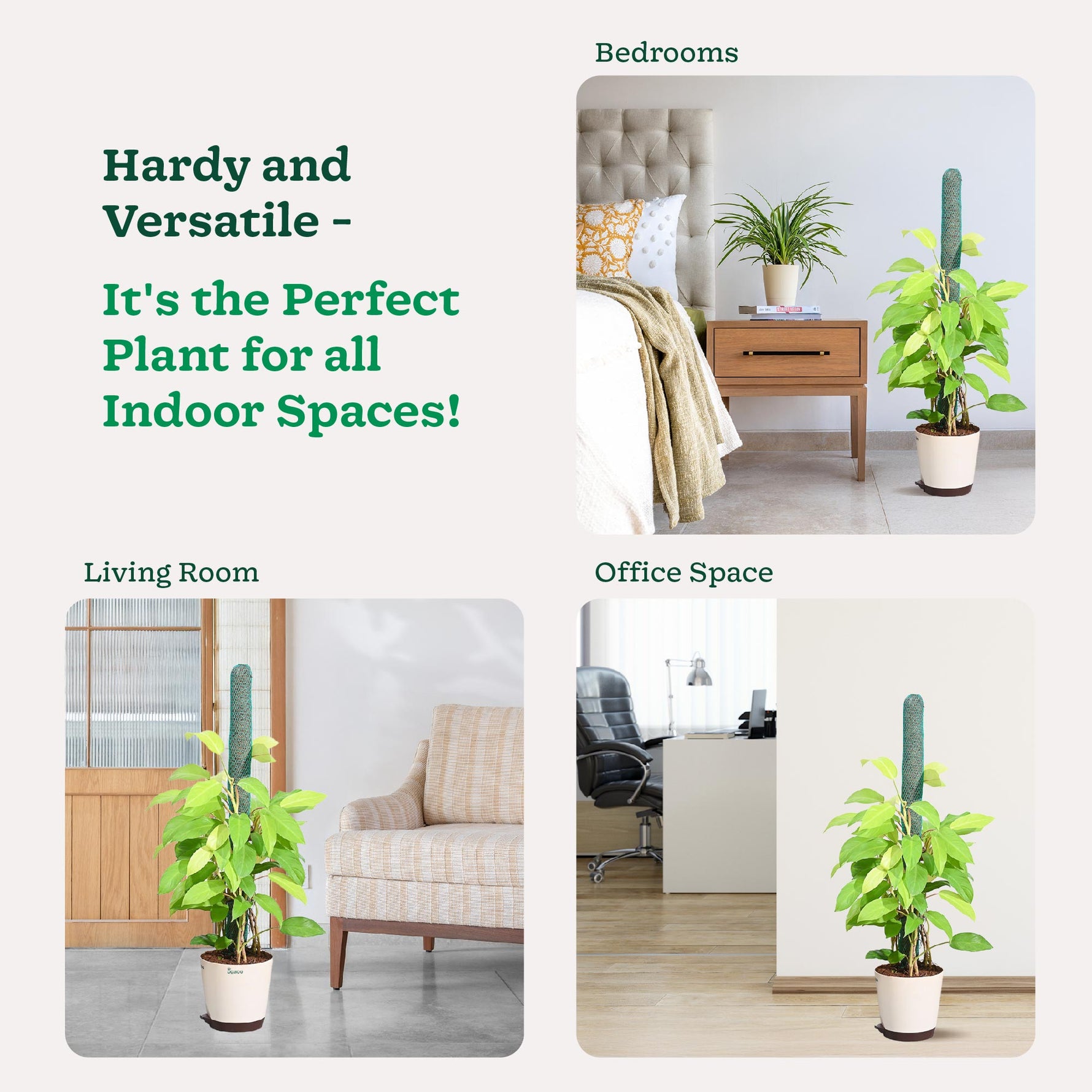 Philodendron Ceylon Golden Plant With Moss Stick – Ugaoo