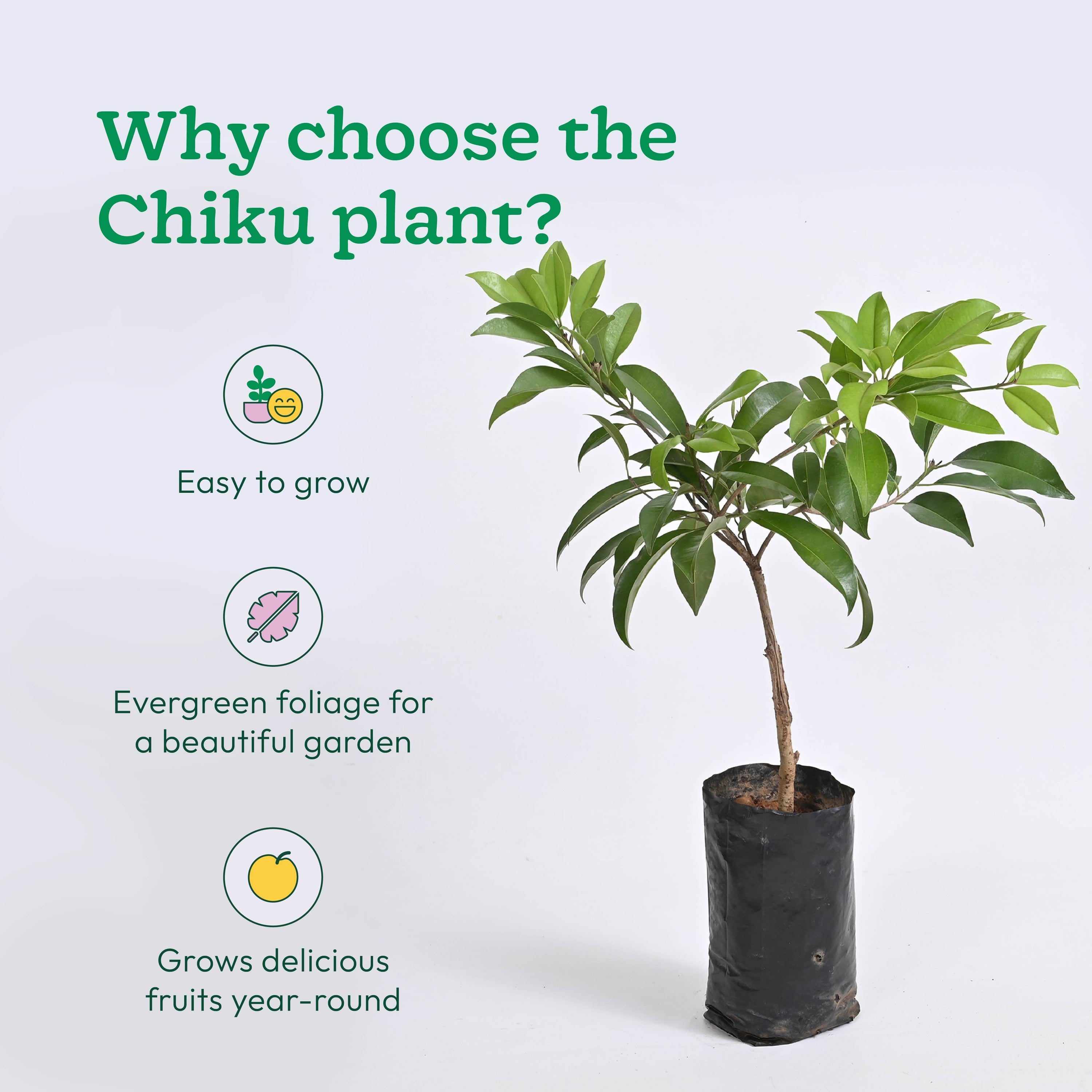 Chiku Plant with Grow Bag – Ugaoo