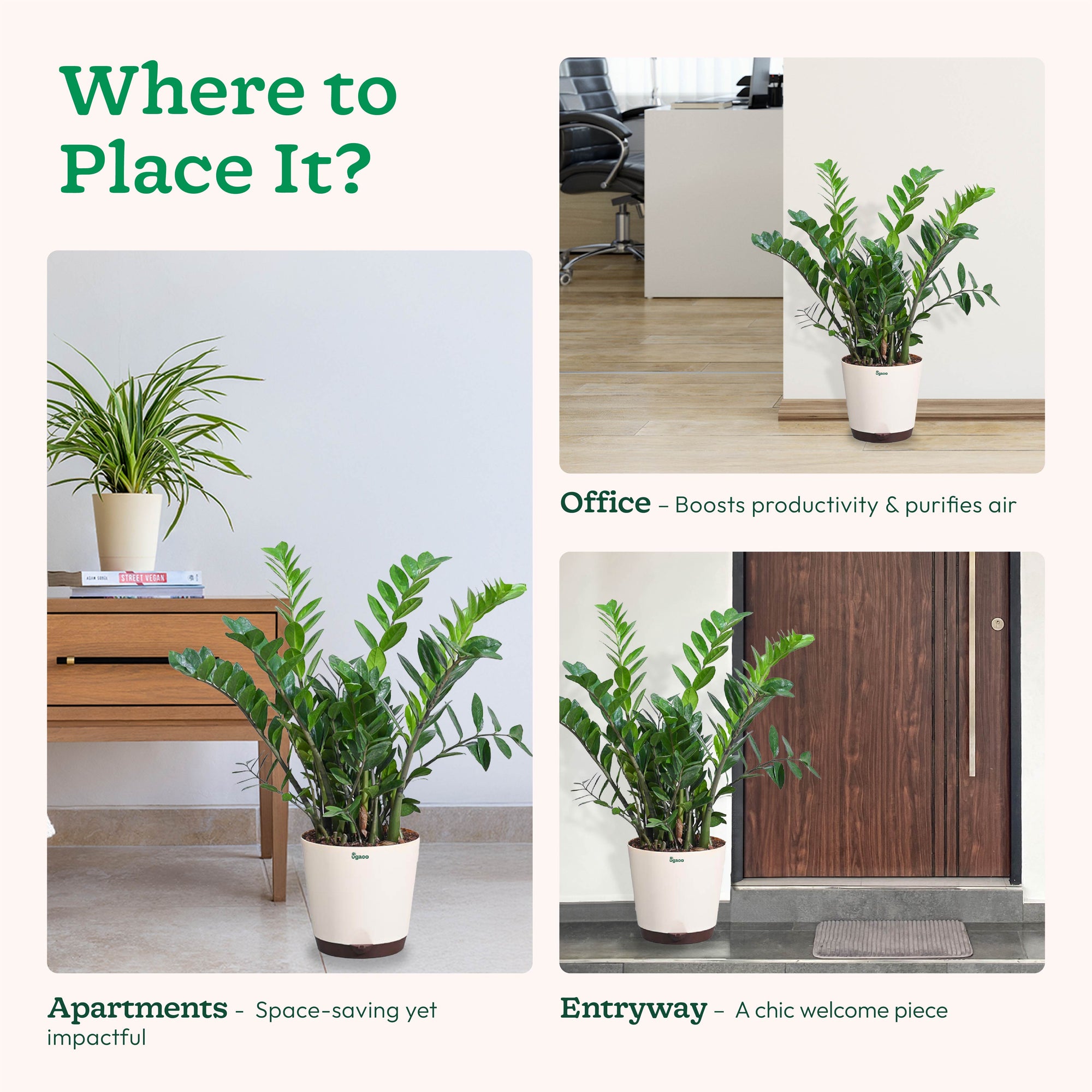 Buy Large ZZ Plant | Low Maintenance & Perfect for Beginners | Ugaoo