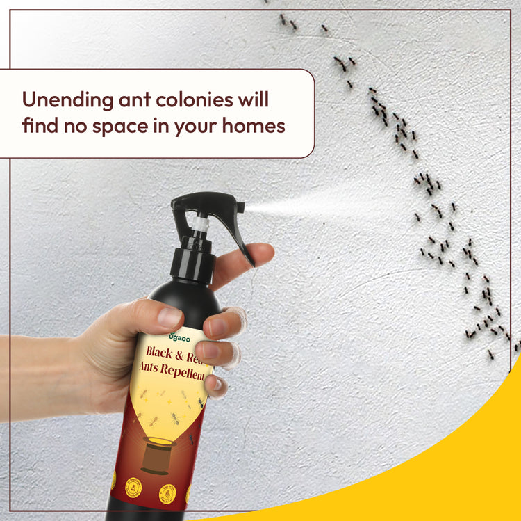 Buy An Effective Ant Killer Spray: Eliminate Ants with Ease