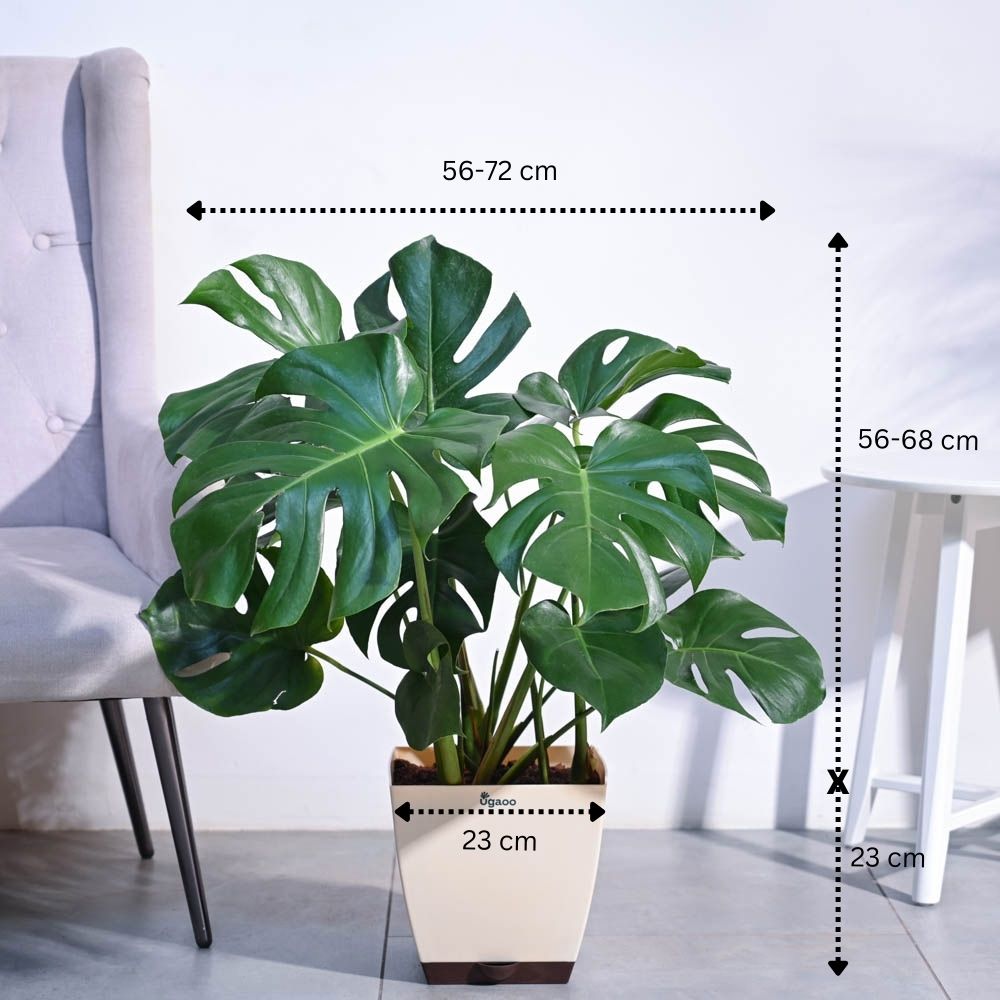 Buy Large Monstera Deliciosa Plant | Lush & Exotic – Ugaoo