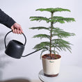 Buy Indian Christmas Tree | A Festive Favorite for Every Home – Ugaoo