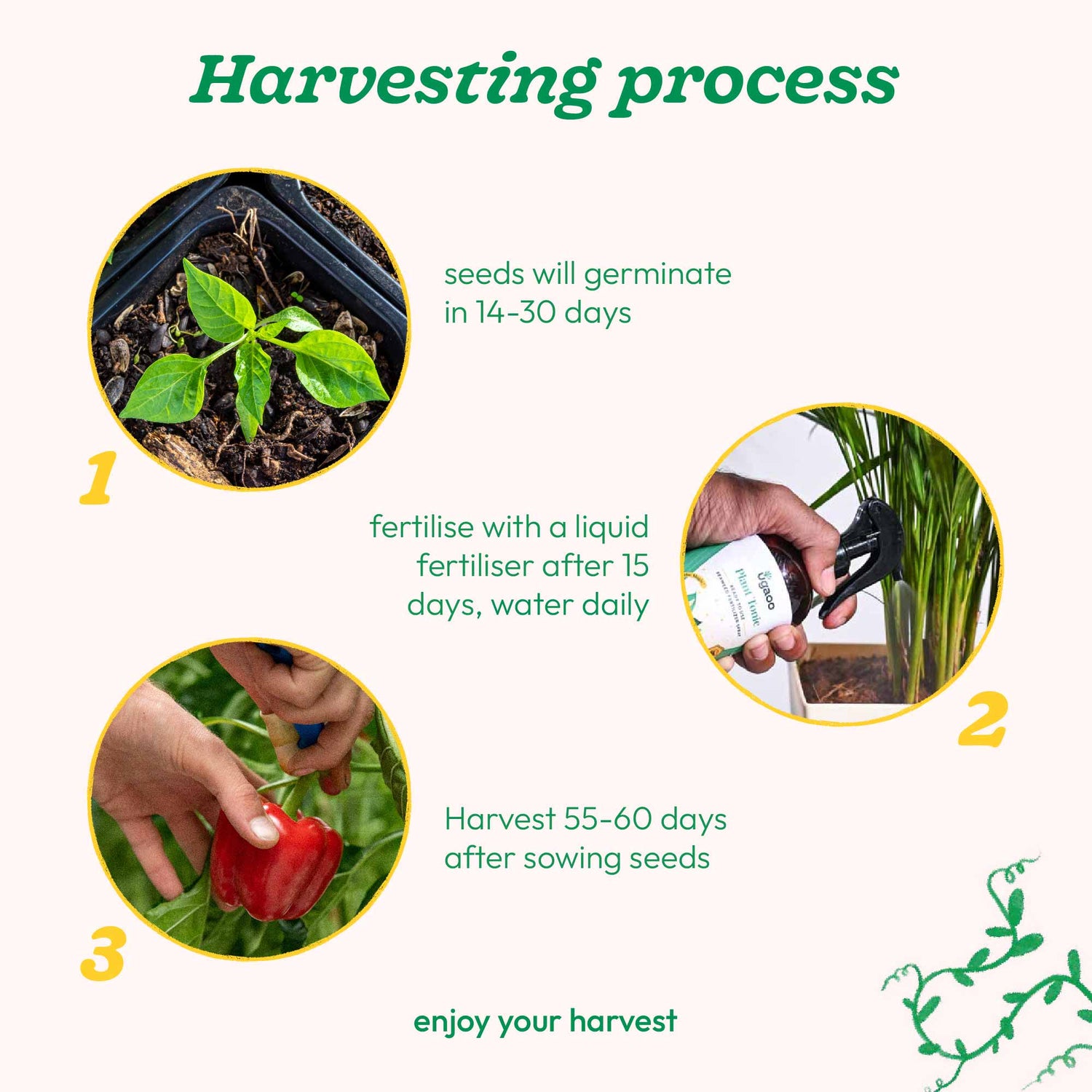 Red Capsicum Seeds – Ugaoo