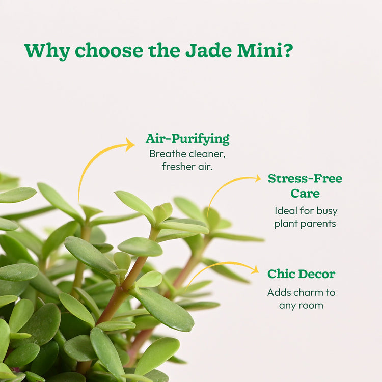 Buy Premium Jade Mini Plant |High Quality & Safe Home Delivery – Ugaoo