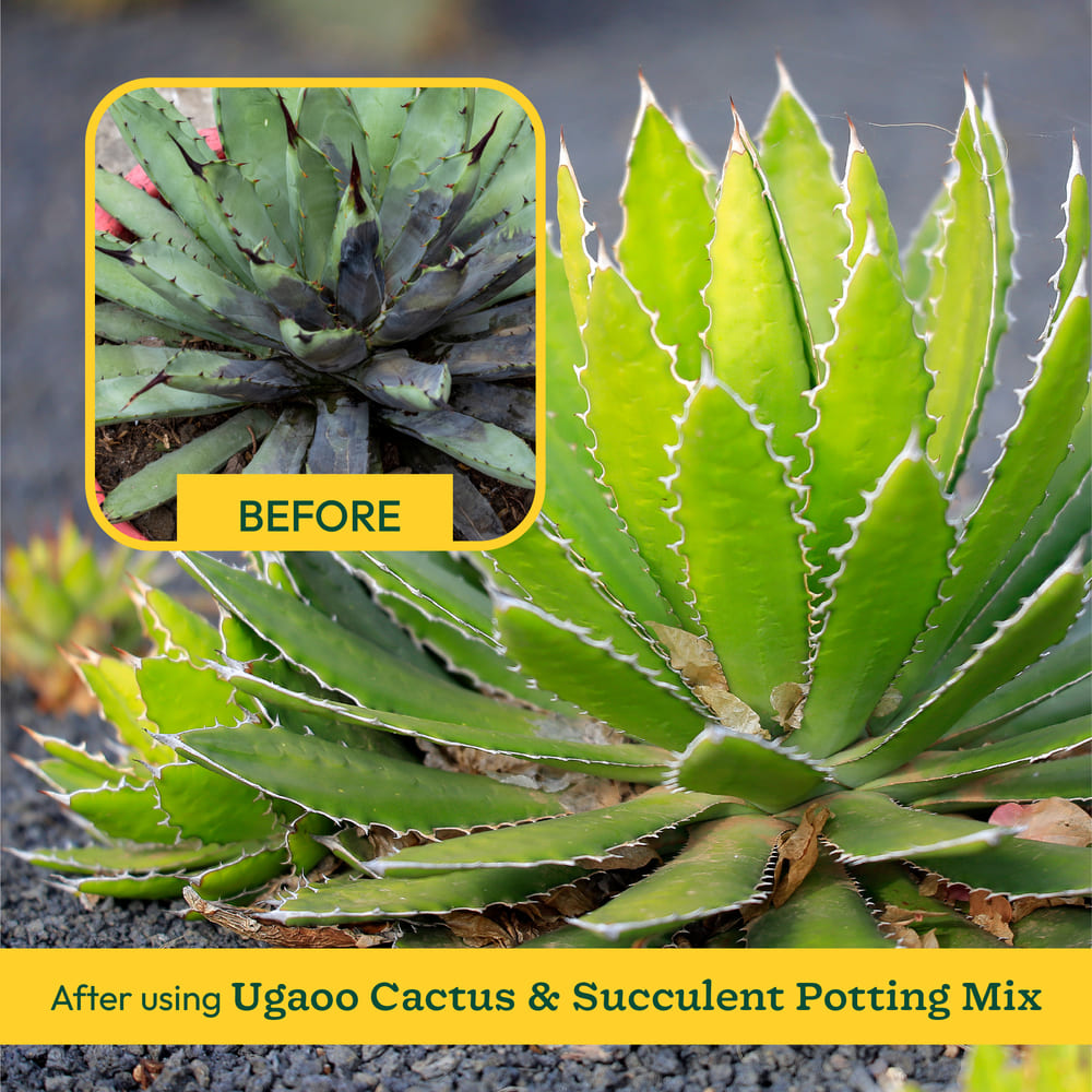 Succulent & Cactus Soil Mix: A Perfect Potting Blend - 5 kg – Ugaoo