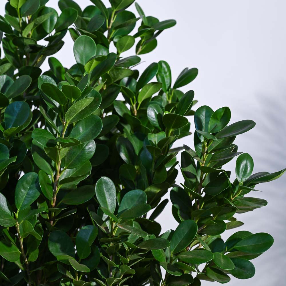 Buy Ficus Moclame - XL Size | Perfect for Home & Office | Ugaoo