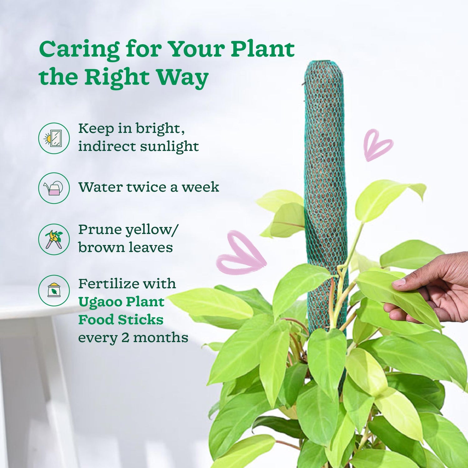 Philodendron Ceylon Golden Plant With Moss Stick – Ugaoo