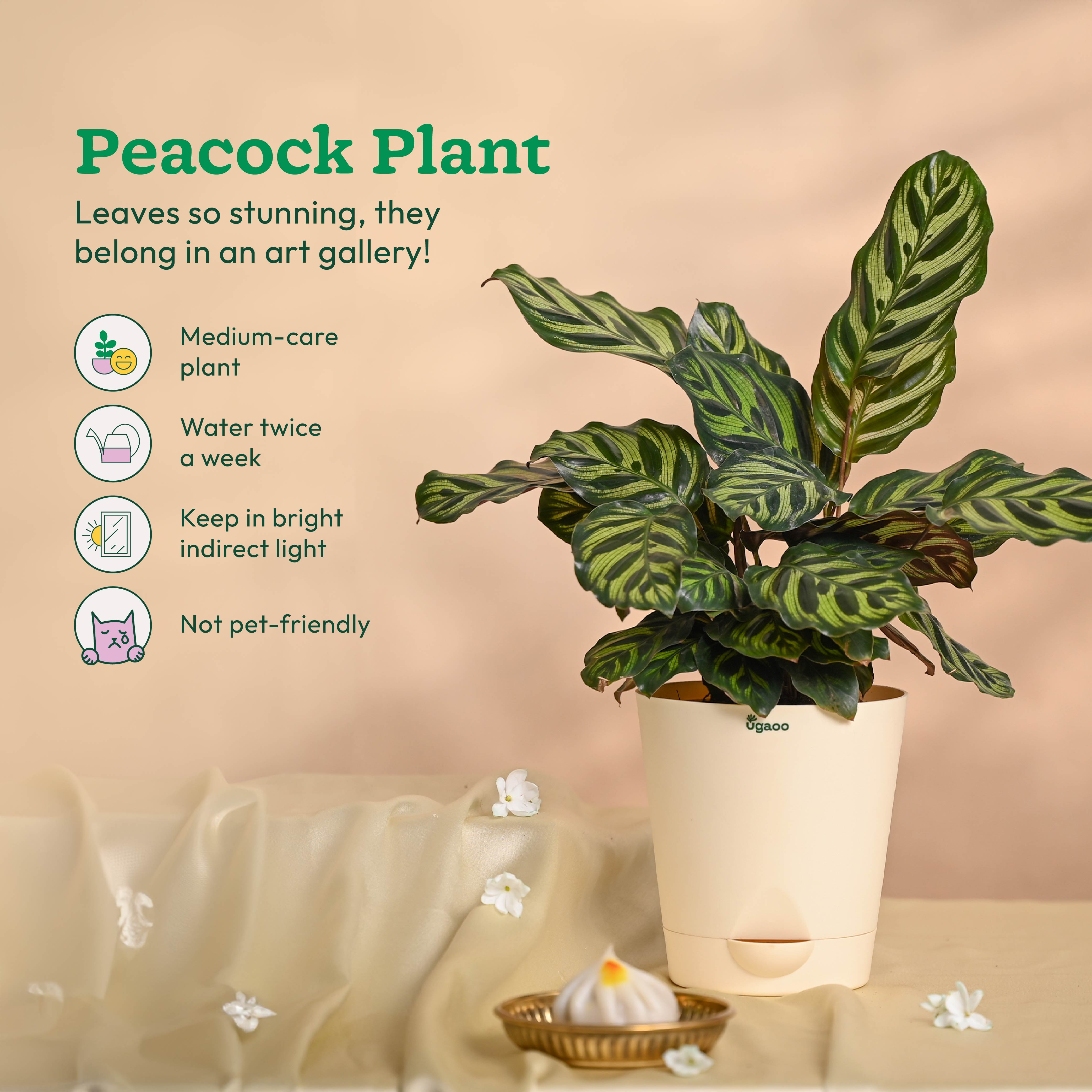 Buy Eco-Friendly Ganpati Décor | Plant Bundles for Festive Vibes – Ugaoo