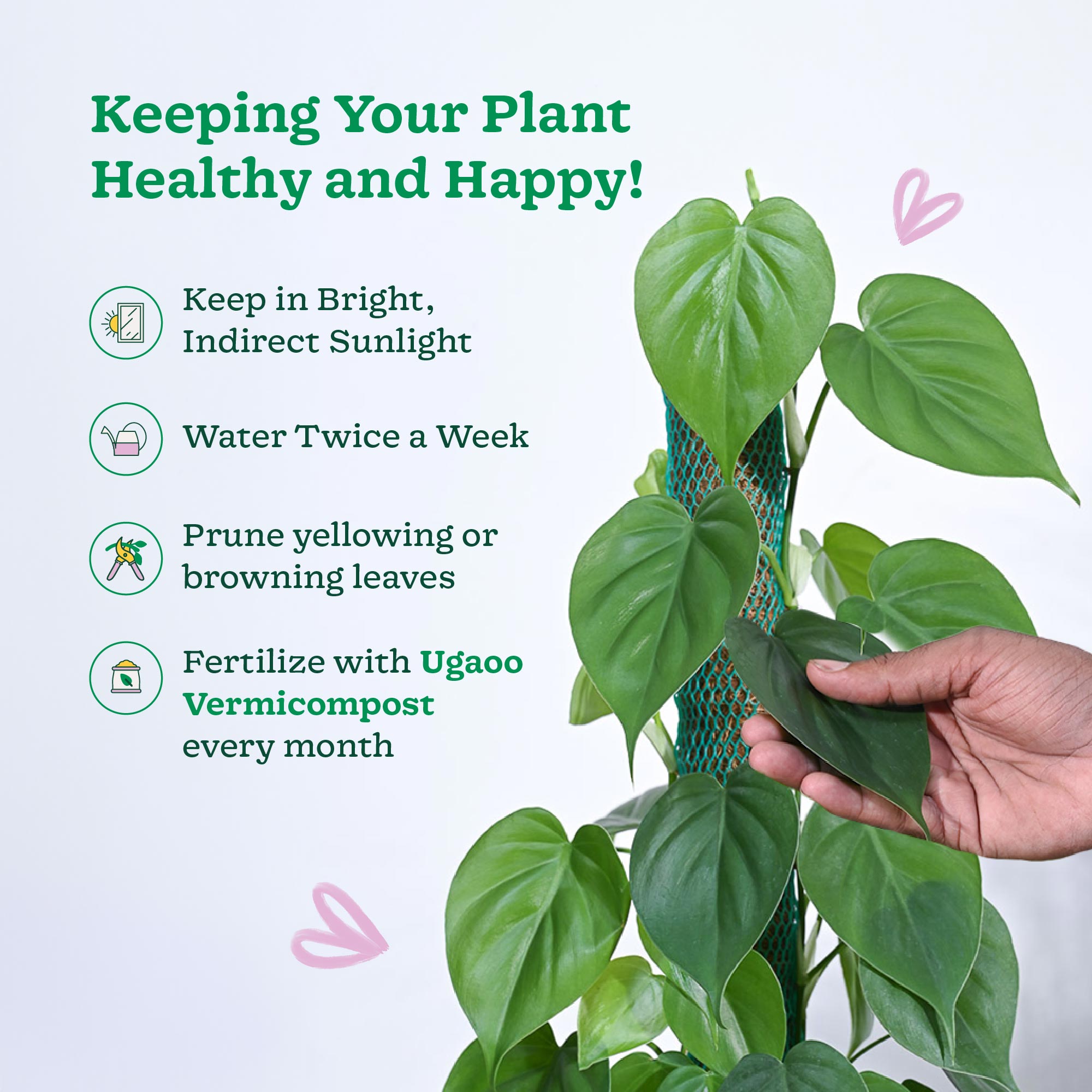 Buy Philodendron Oxycardium Green Plant with Moss Stick Online | Ugaoo