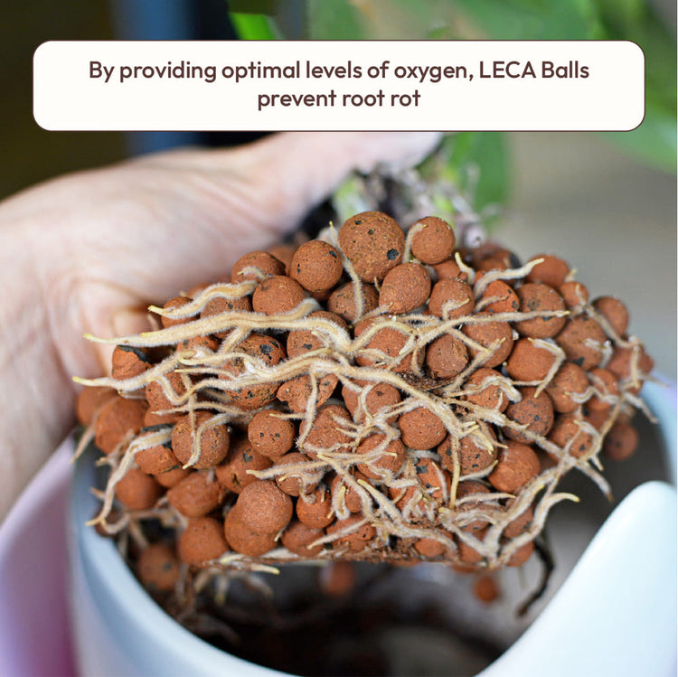 Buy Hydrostone Leca Balls for Plants | Hydroponic Plant Growth Essential