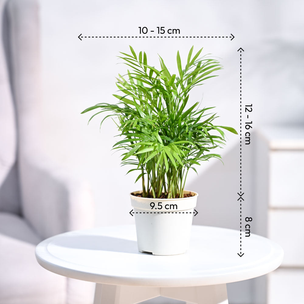 Buy Ganpati Decor Plant Bundle Online | Ugaoo