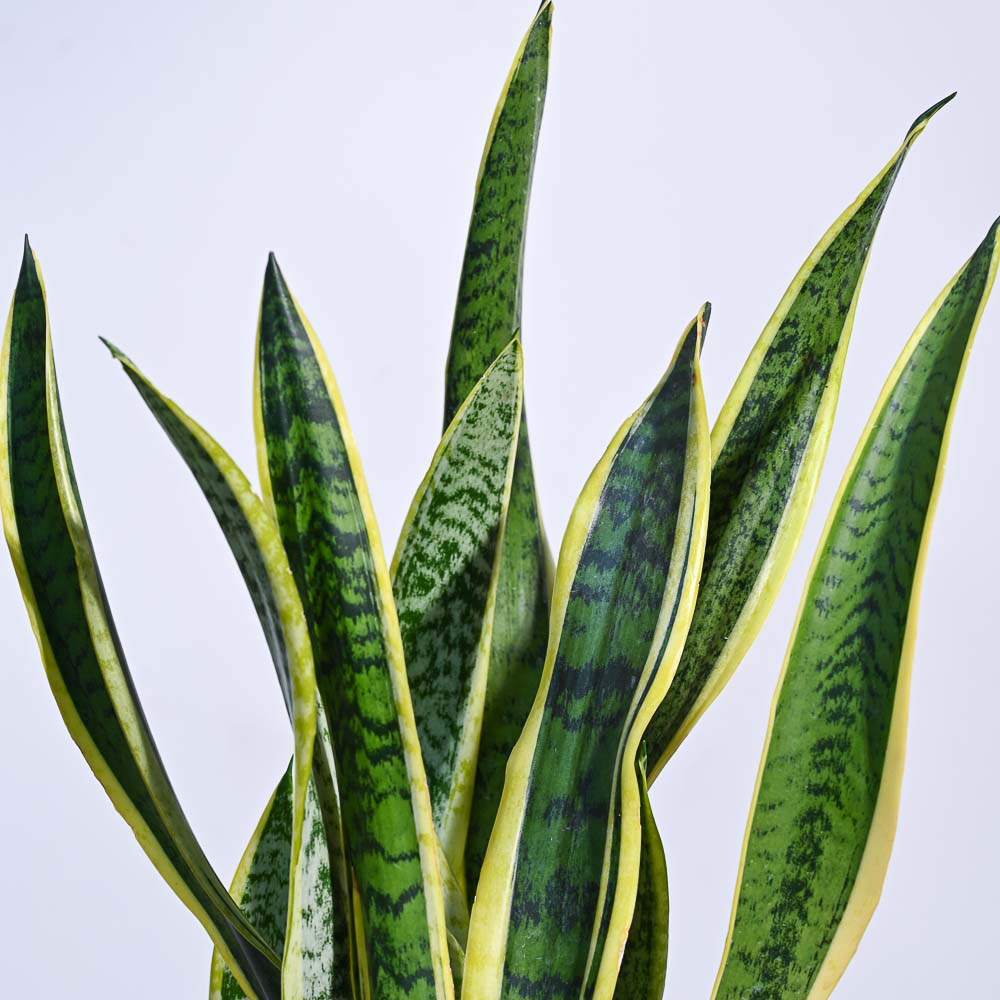 Buy Large Sansevieria Laurentii Plant Online in India | Ugaoo