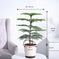 Buy Indian Christmas Tree | A Festive Favorite for Every Home – Ugaoo