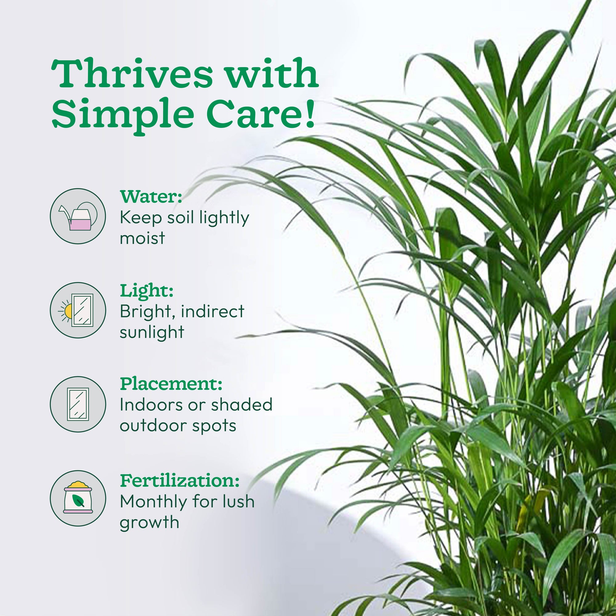 Buy Areca Palm XL Plant - Care, Benefits, and More – Ugaoo
