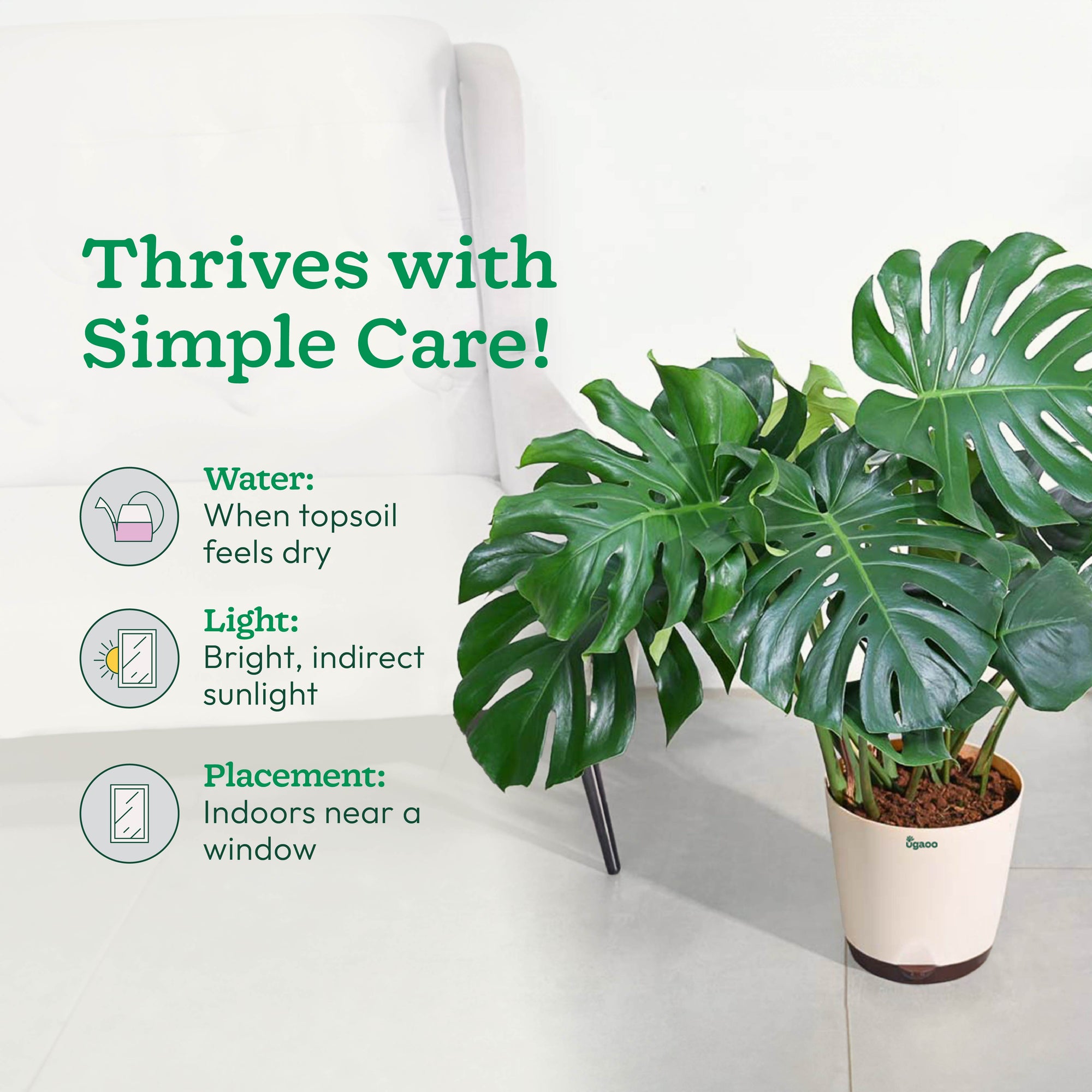 Buy Large Monstera Deliciosa Plant | Lush & Exotic – Ugaoo