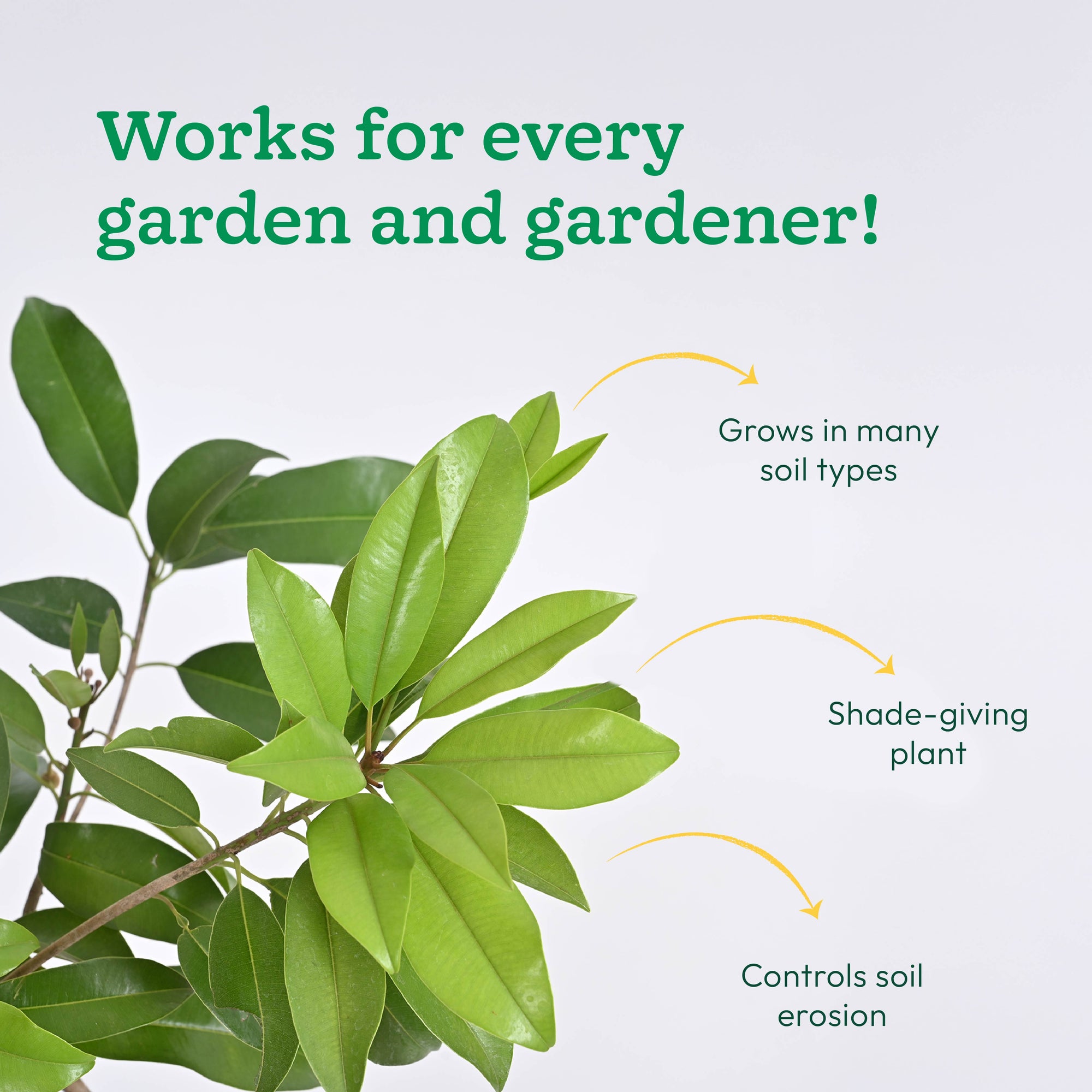 Chiku Plant with Grow Bag – Ugaoo