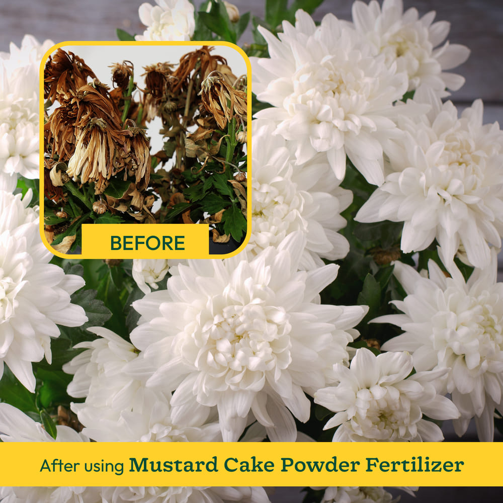 Buy Mustard Cake Powder: Natural Plant Growth Booster – Ugaoo