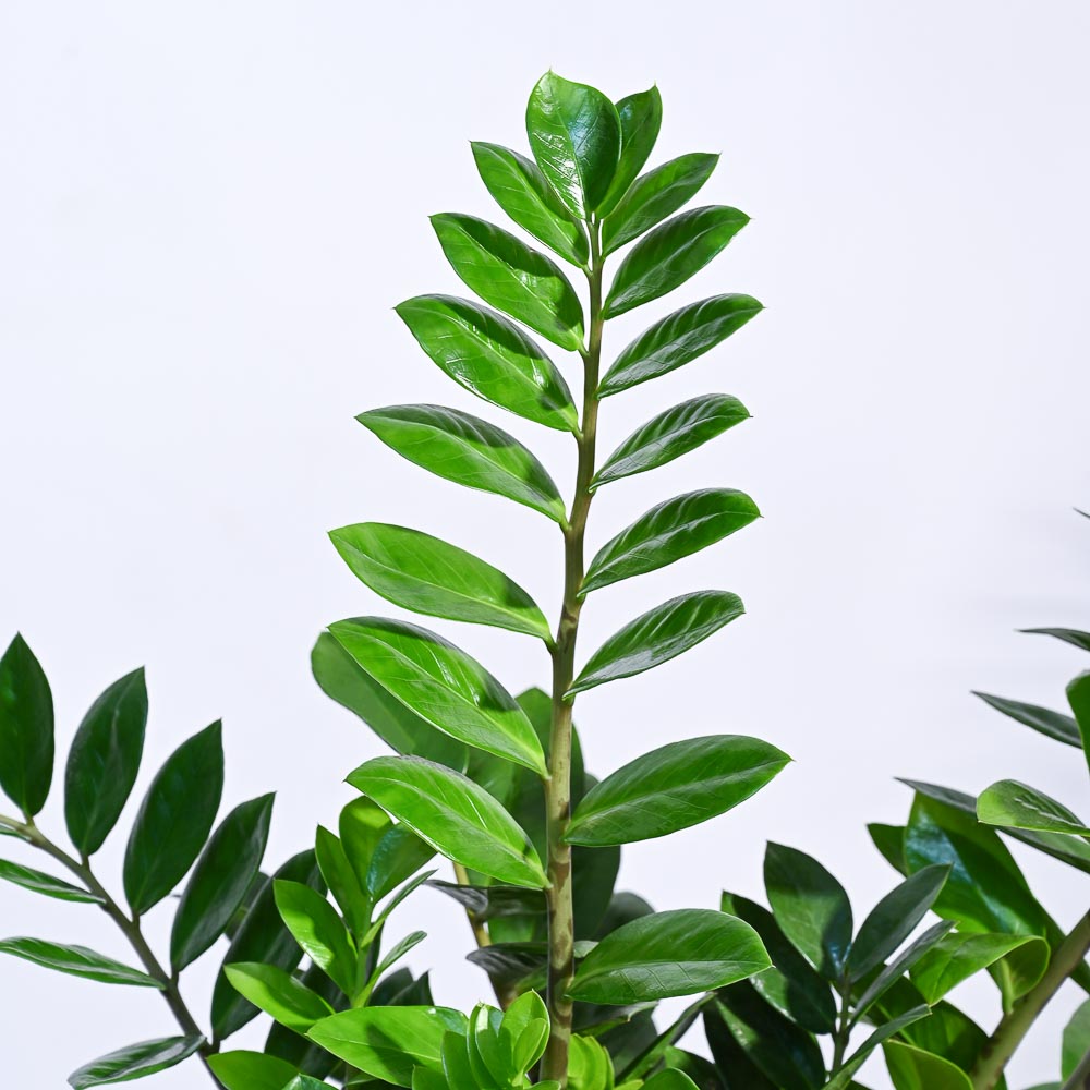 Buy Large ZZ Plant | Low Maintenance & Perfect for Beginners | Ugaoo