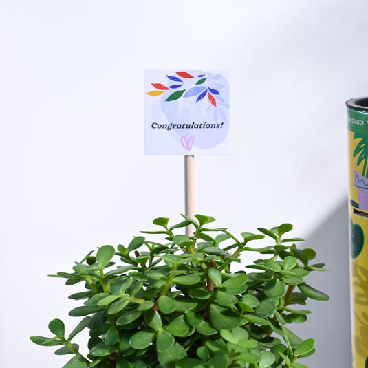 Shop the Best Congratulation Plant Gifts Online Today | Ugaoo