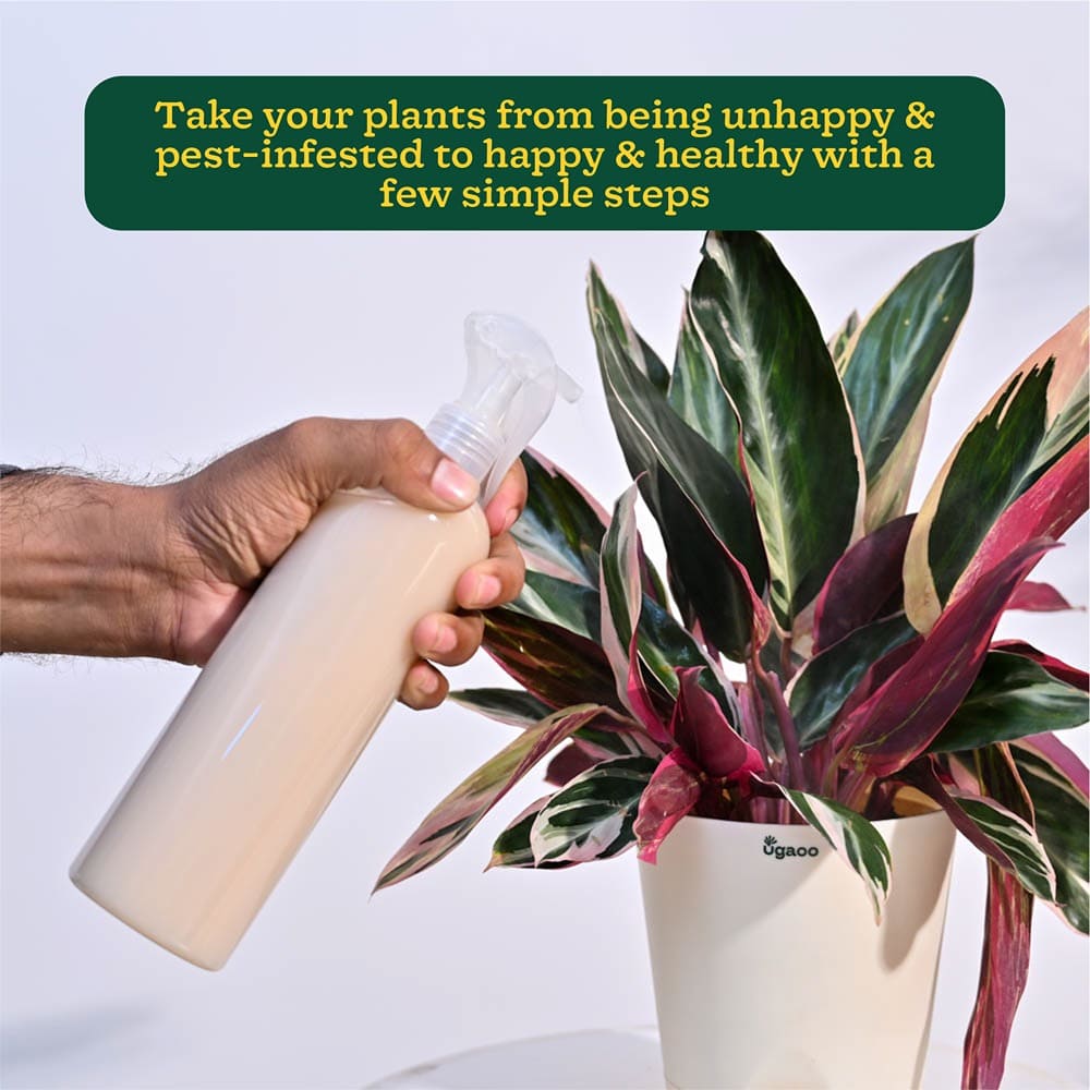 Buy Premium Neem Oil for Plants : Healthy Solution for Plant Care – Ugaoo