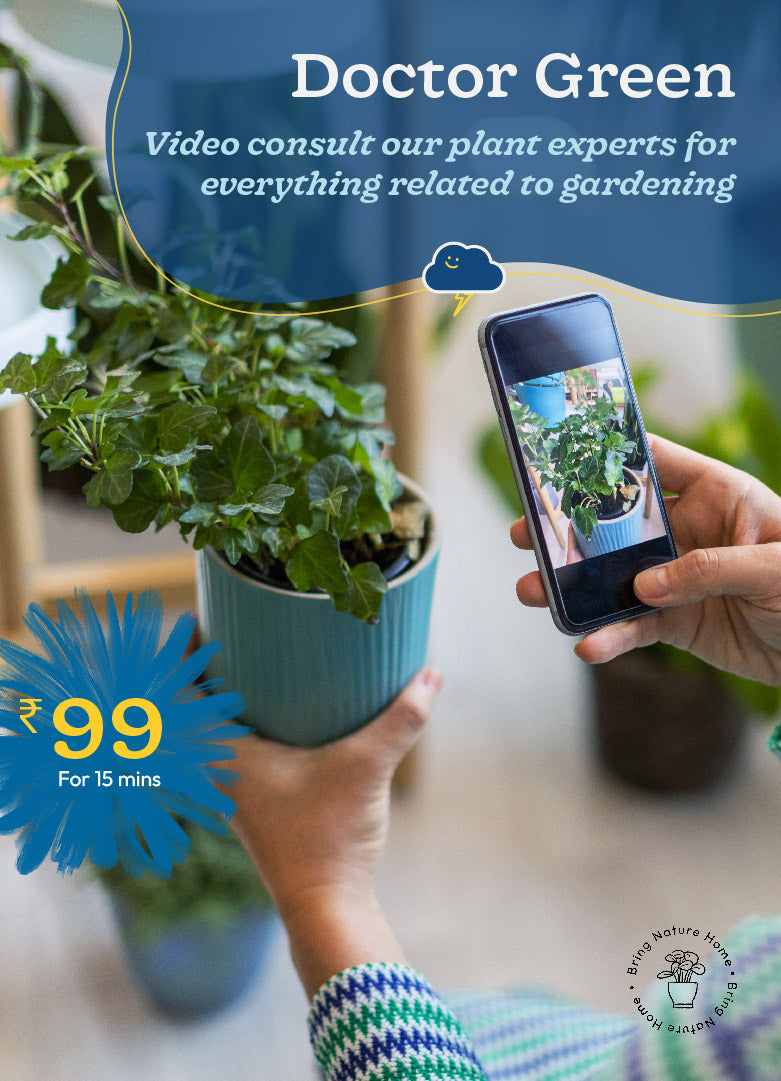 Video Consultation with Doctor Green – Ugaoo