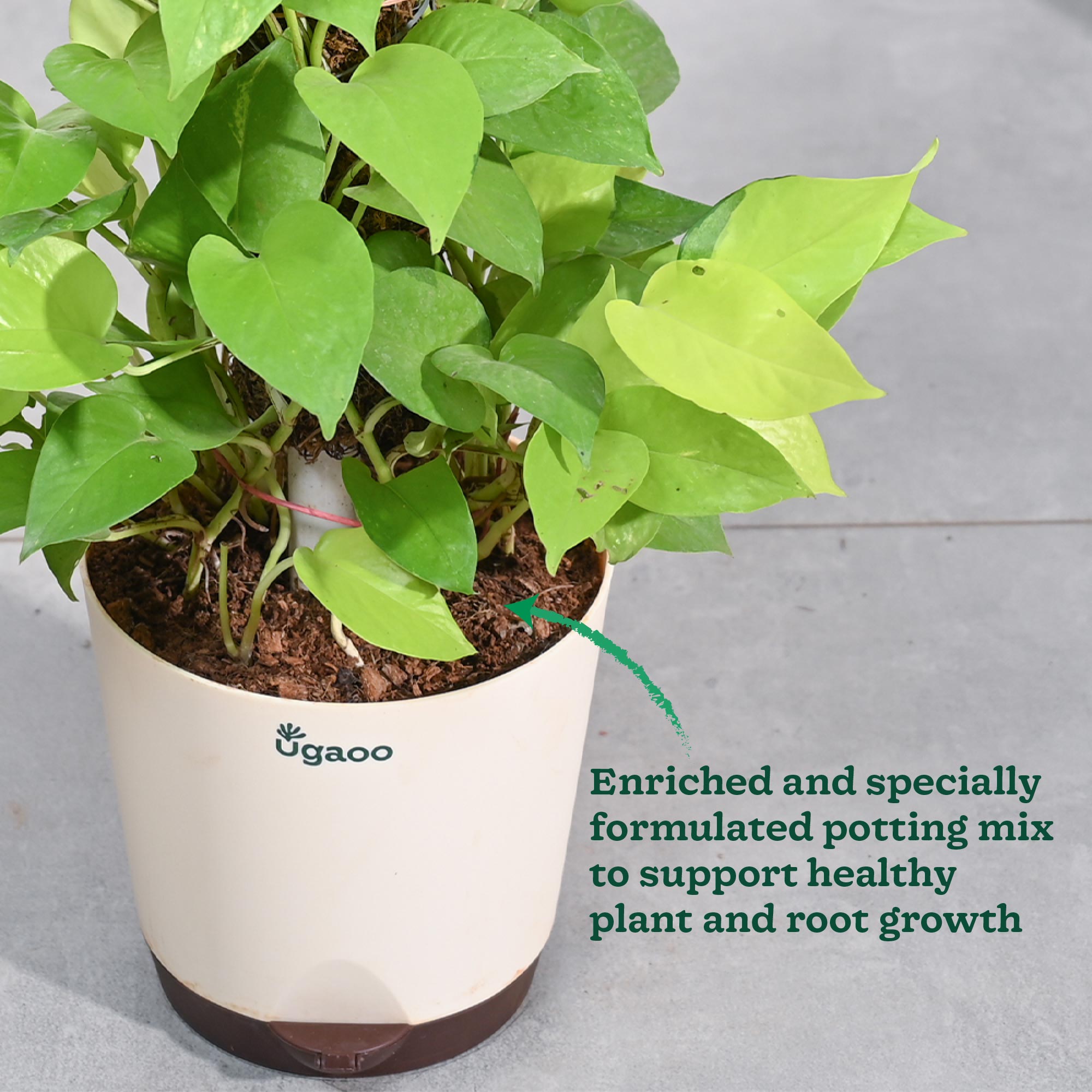 Buy Money Plant Golden with Moss Stick Online | Ugaoo
