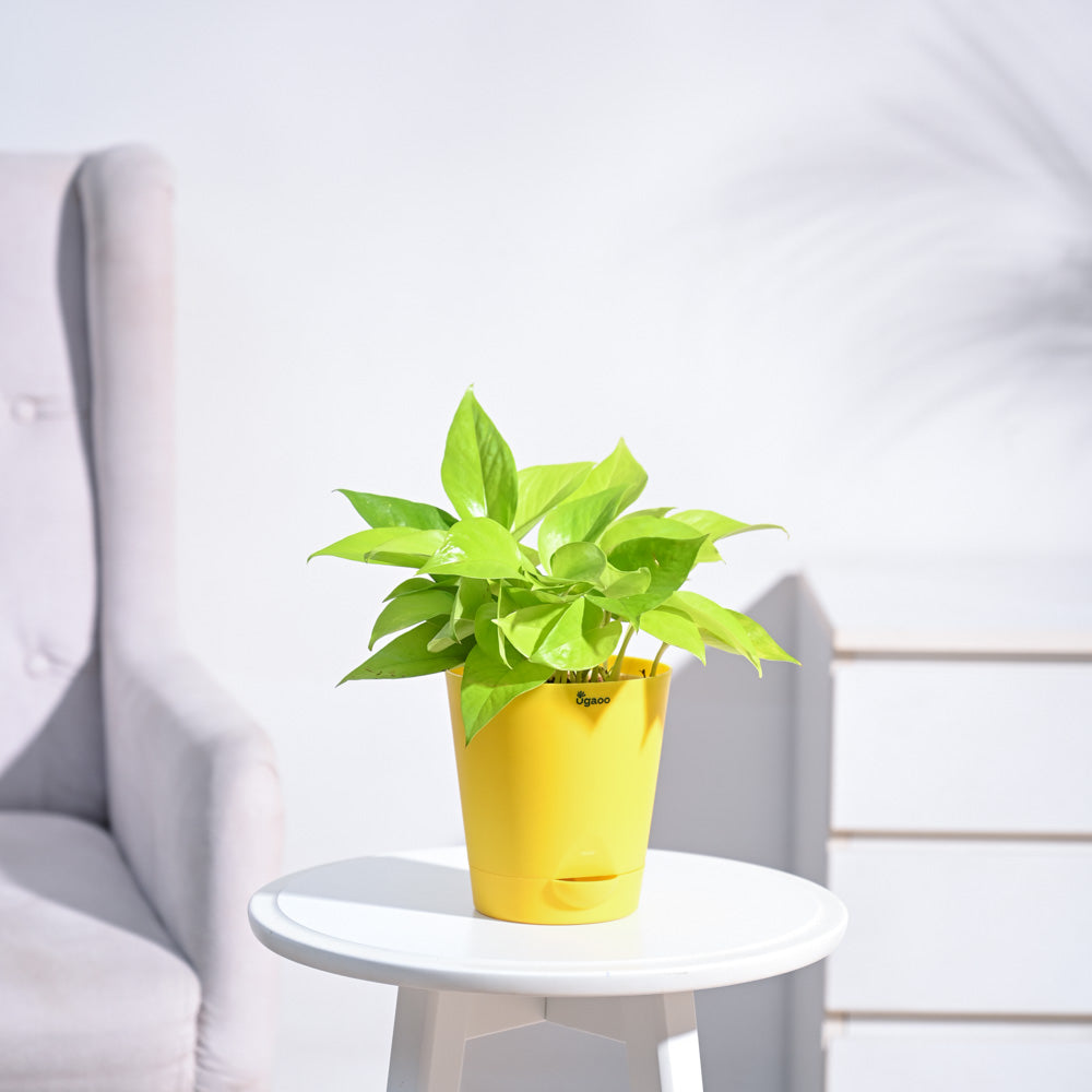 Buy Ganpati Decor Plant Bundle Online | Ugaoo