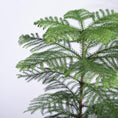 Buy Indian Christmas Tree | A Festive Favorite for Every Home – Ugaoo