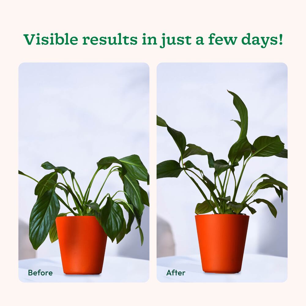 Buy Plant Booster Fertilizer for Healthy & Rapid Plant Growth | Ugaoo