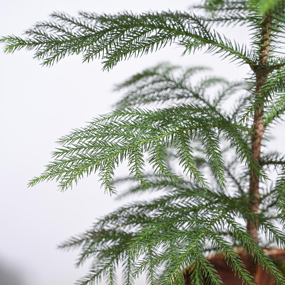 Buy Indian Christmas Tree | A Festive Favorite for Every Home – Ugaoo