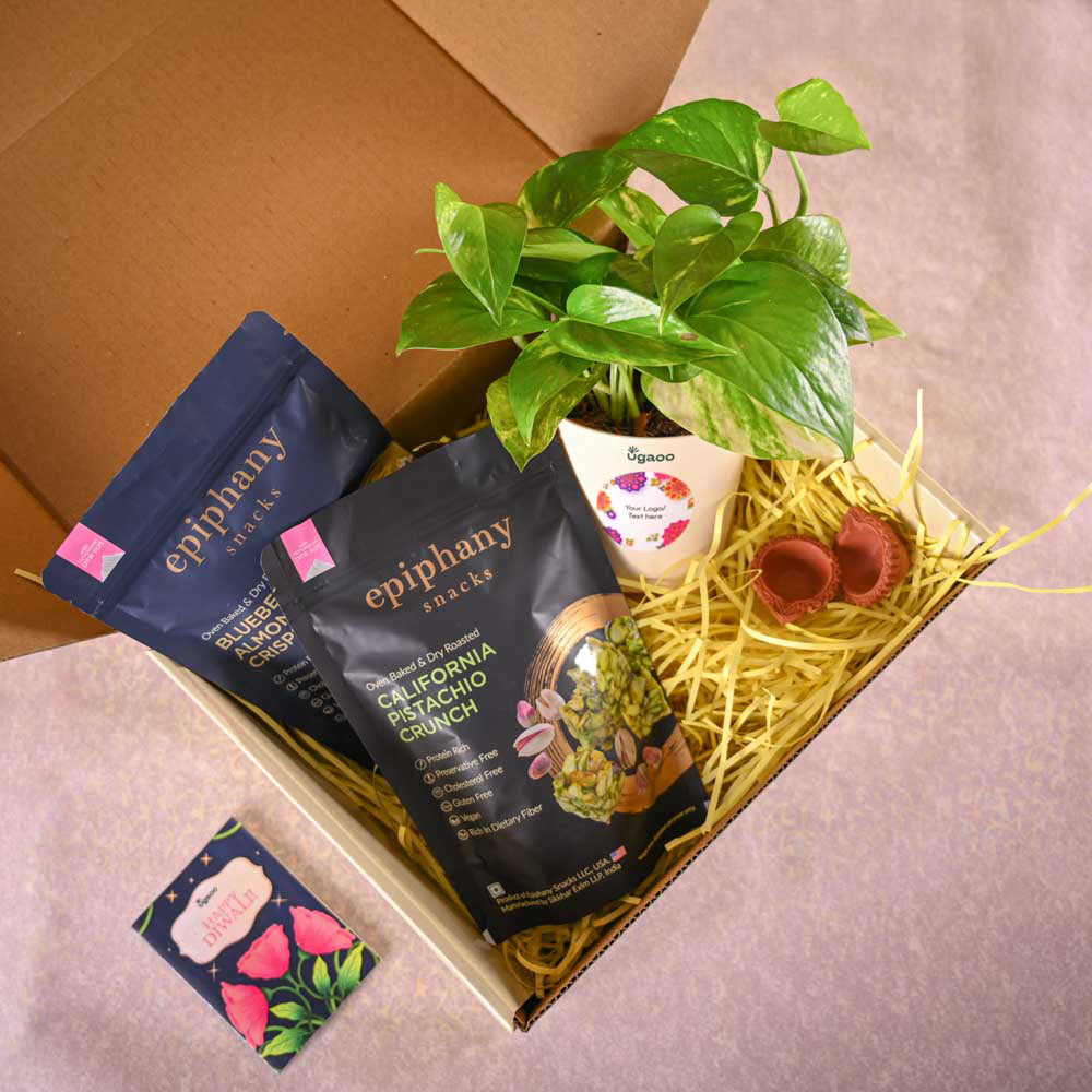 Money plant variegated and Epiphany Snacks Diwali Gift Hamper – Ugaoo
