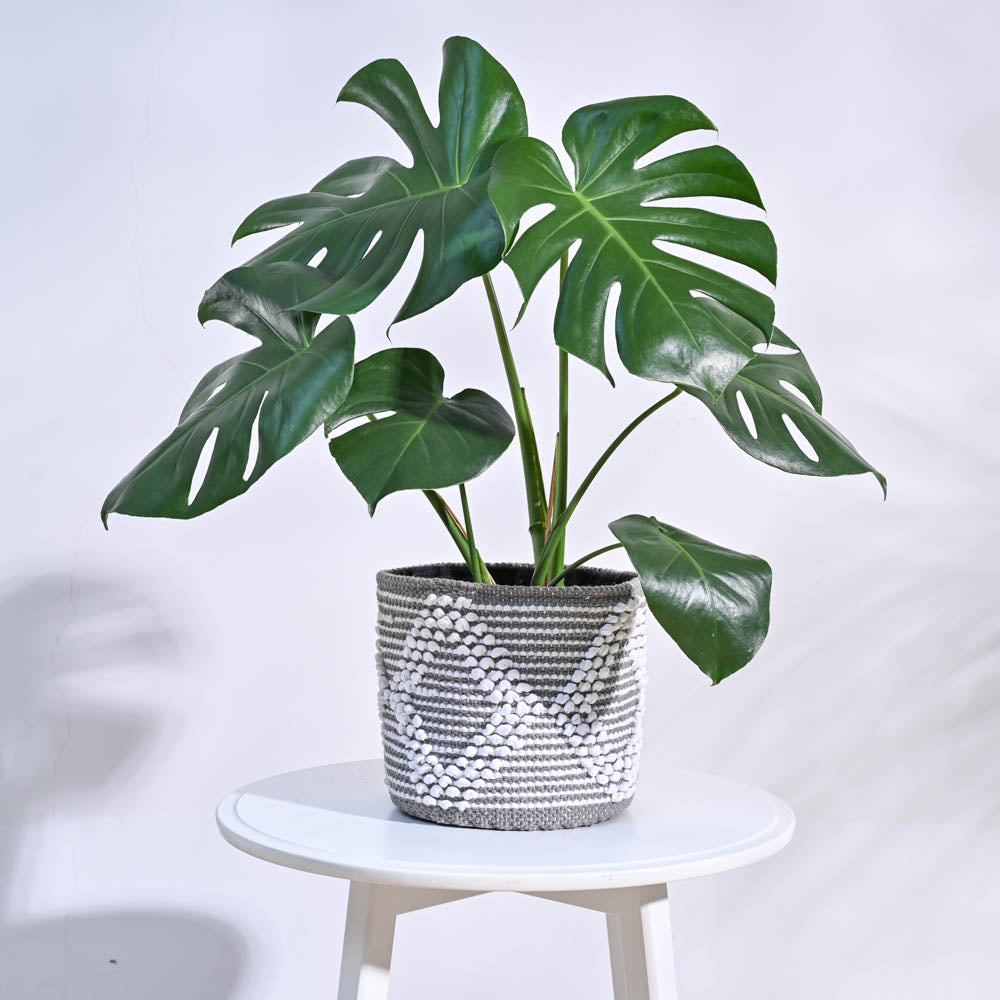 Trinket Cotton Planter – Ugaoo