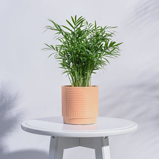 Maze Ceramic Pot – Ugaoo
