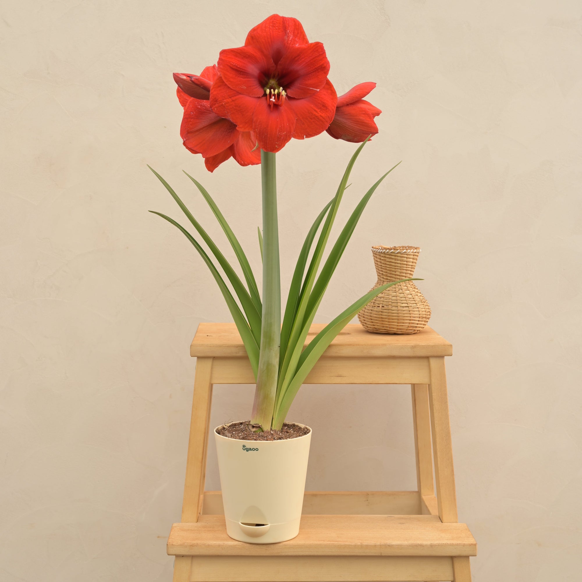 Buy Red Amaryllis Bulbs | Amaryllis bulb care, How to grow & Tip – Ugaoo