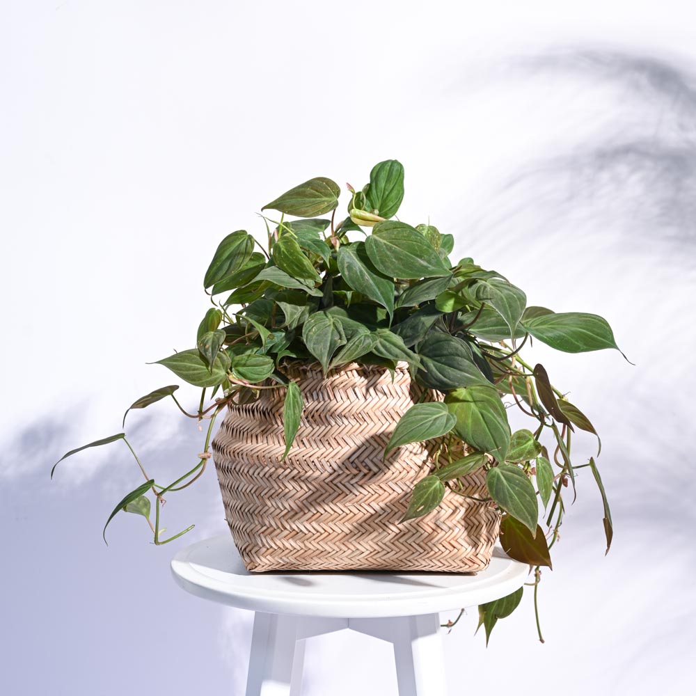 Sitalpati Planter – Ugaoo